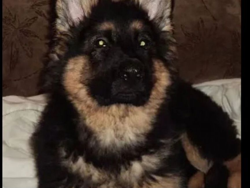 Немецкая овчарка