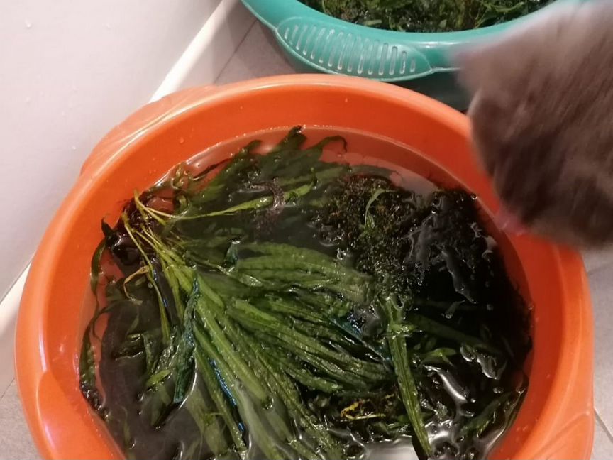 Отдаю бесплатно водросли