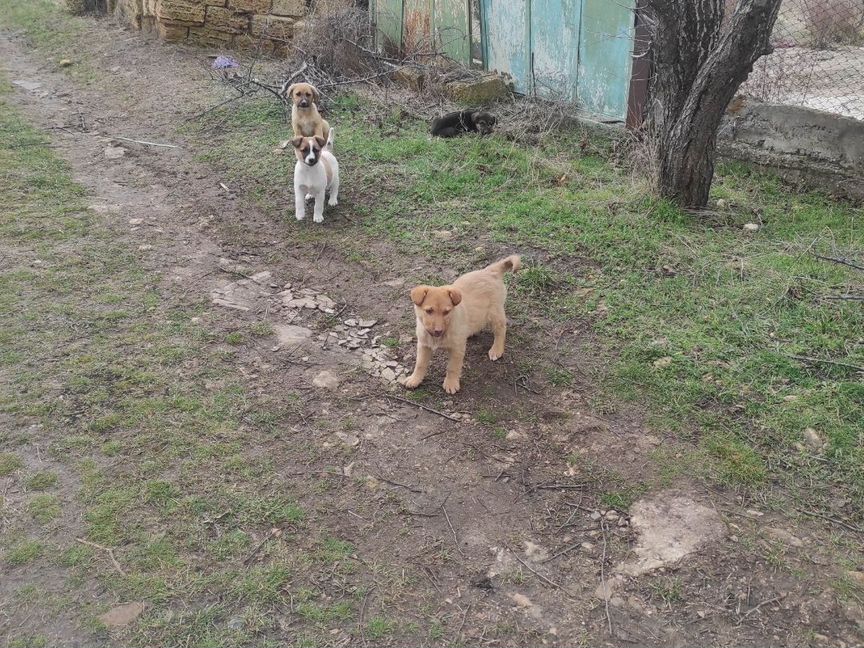 Собака в добрые руки отдам бесплатно