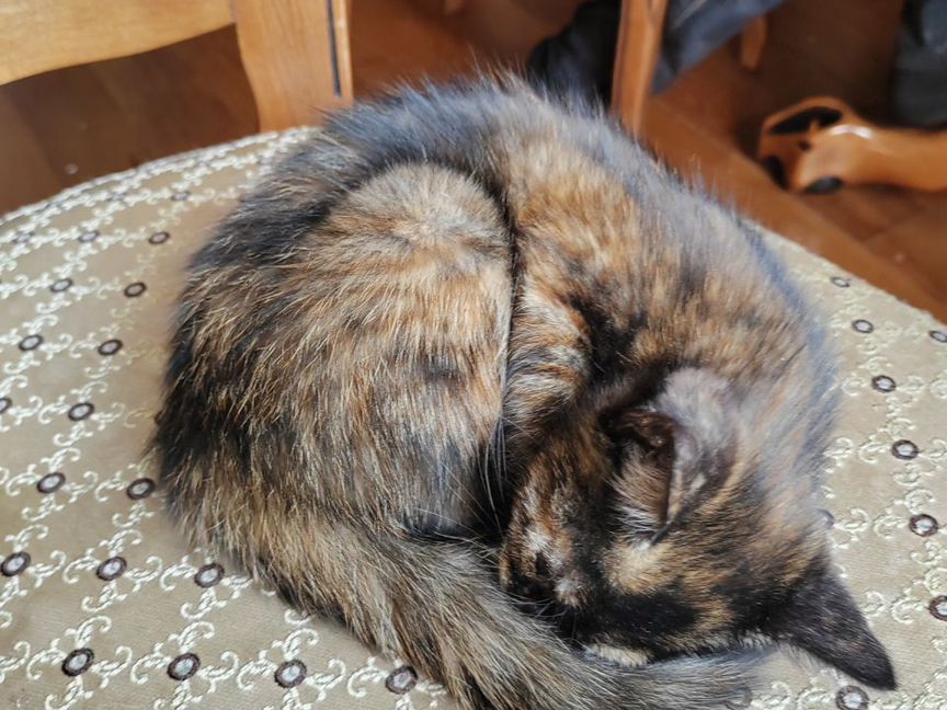 Котёнок в добрые руки, девочка