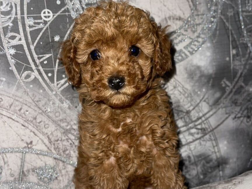 Той-пудель РКФ