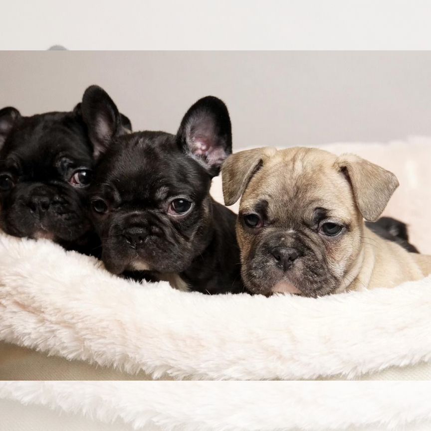 Французский бульдог, щенок