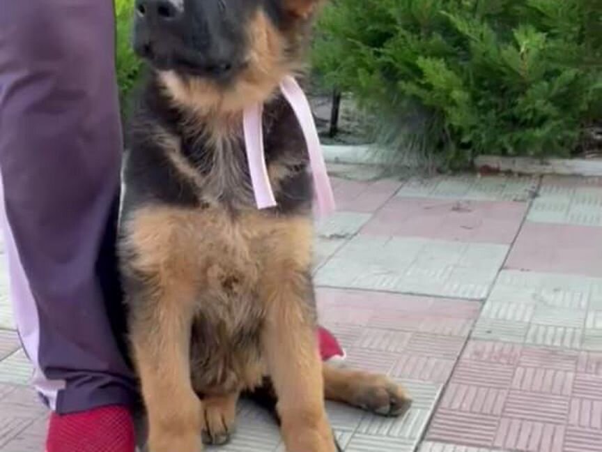 Немецкая овчарка