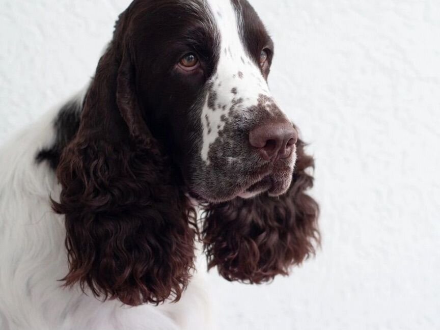 Английский спрингер спаниель
