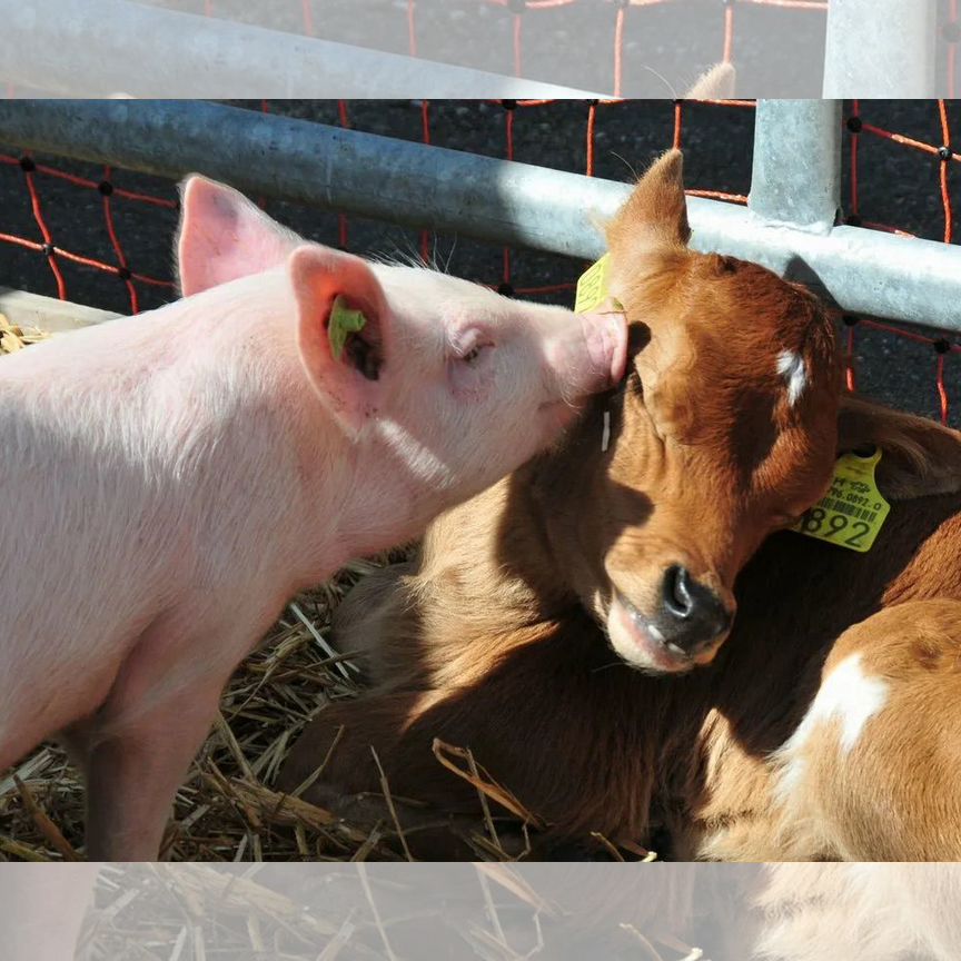 Продукты для кормления животных (Некондиция)