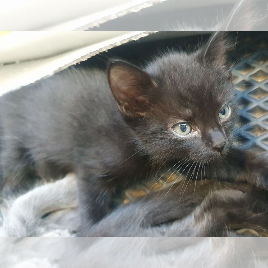 Котик ищет дом