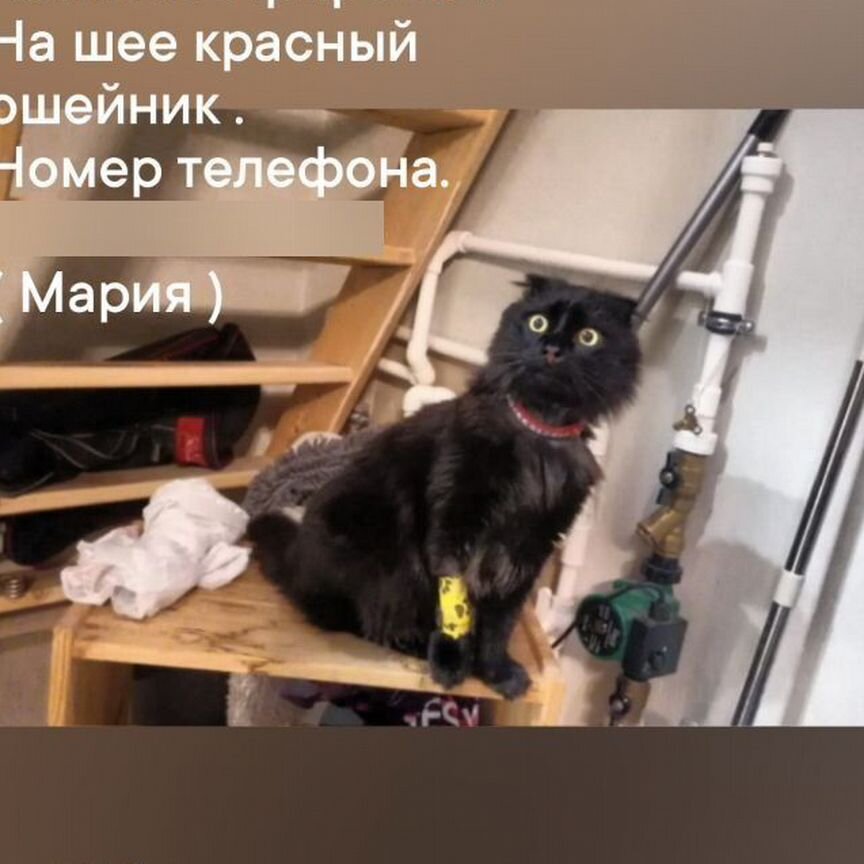 Кошки