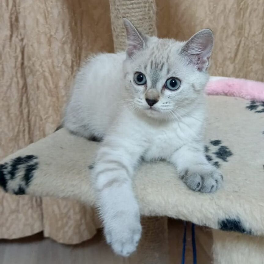 Шикарный шотландец