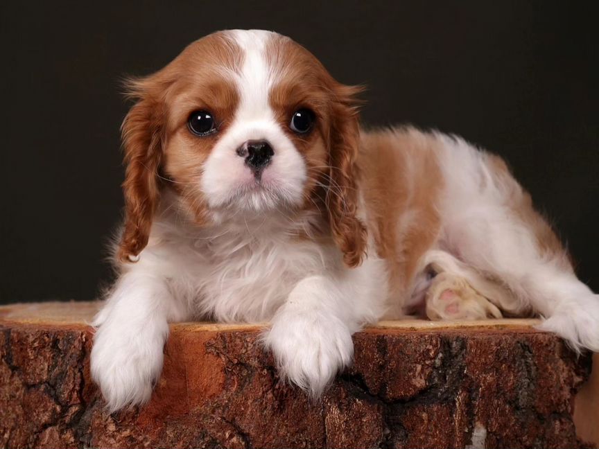 Щенки Кавалер Кинг чарльз спаниель