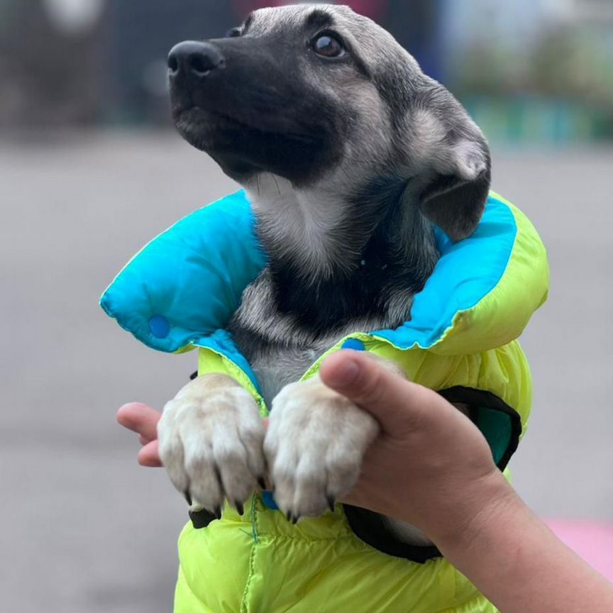 Возьмите счастье в дом