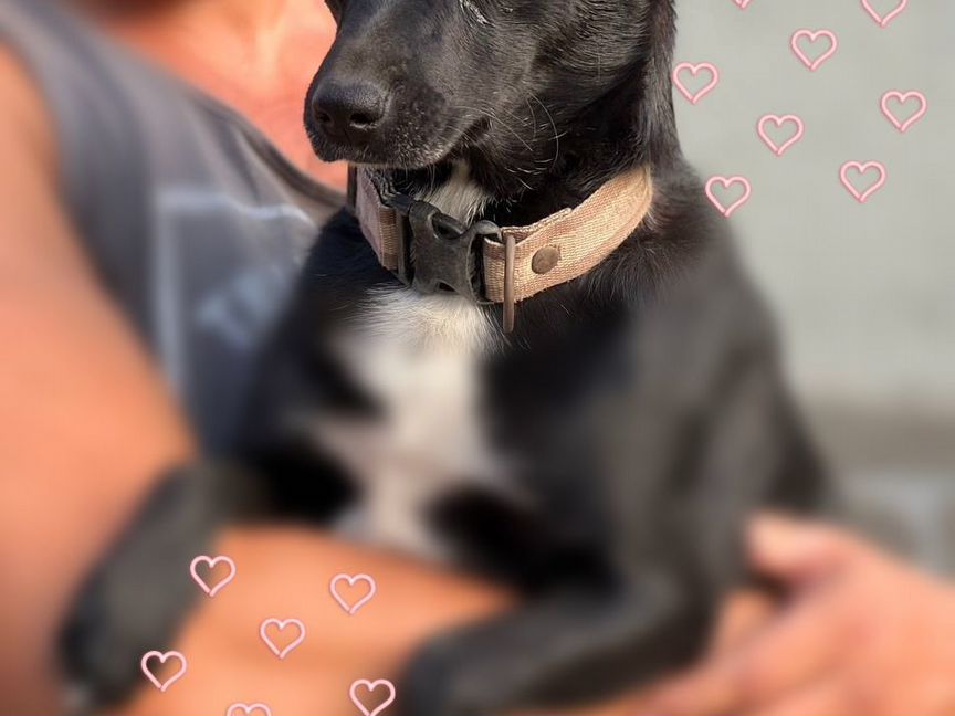 Нежная девочка в поисках дома