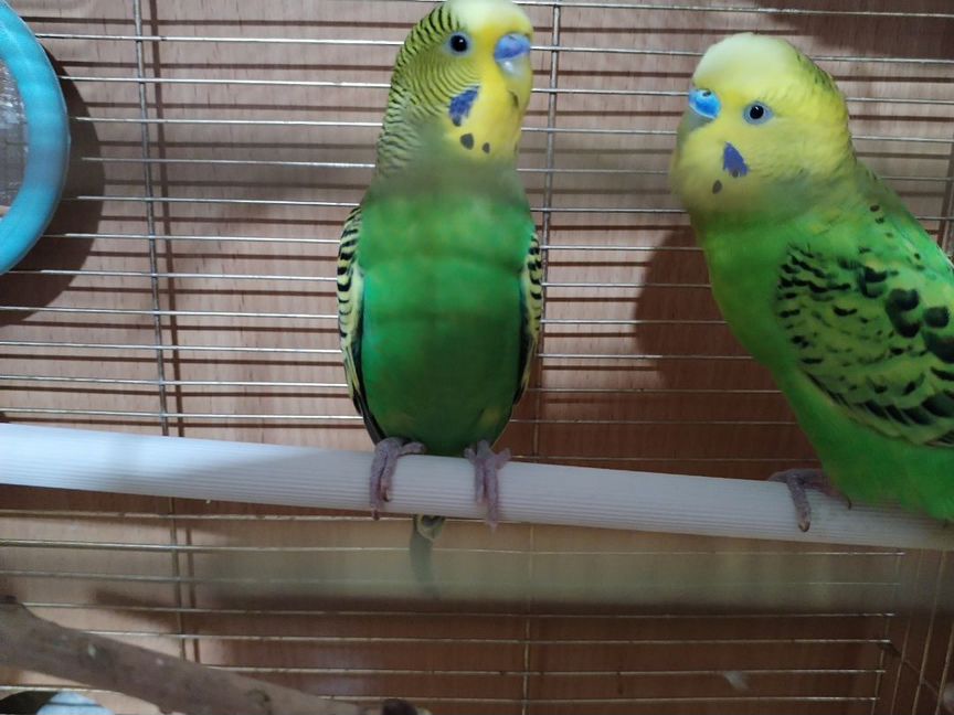 Волнистый попугай