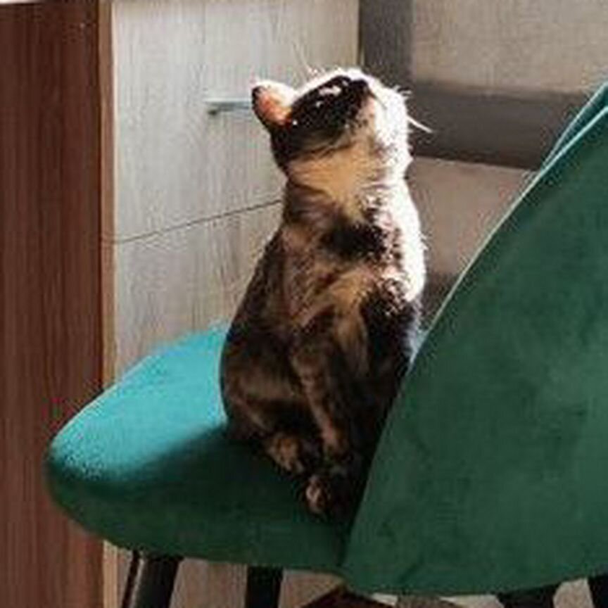 Мандаринка,Кошечка