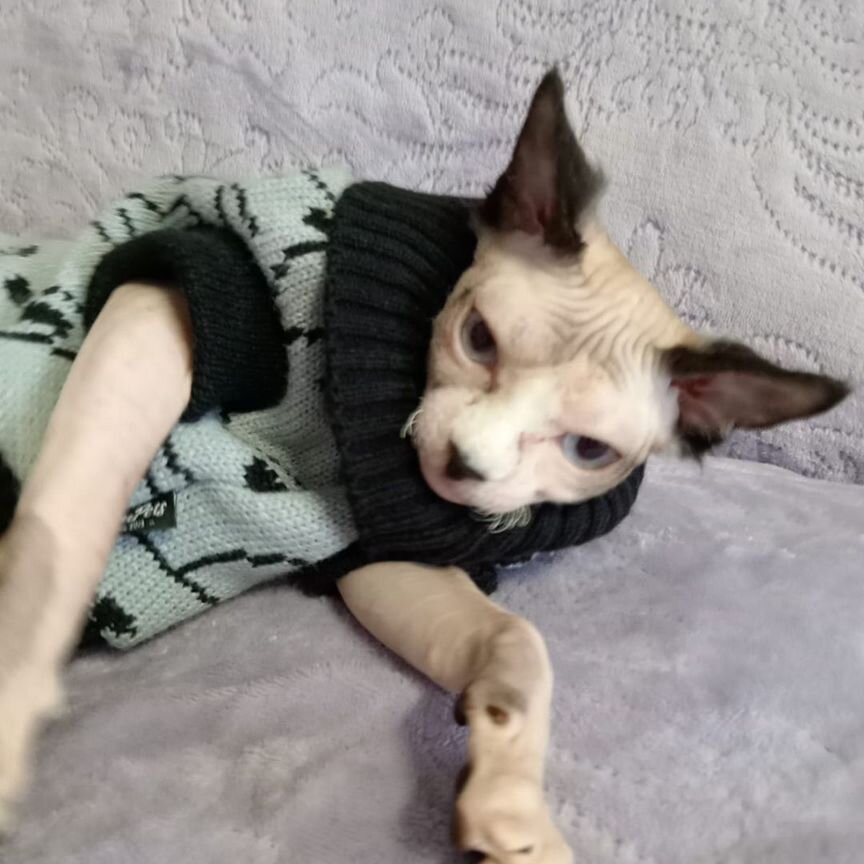 Канадский сфинкс