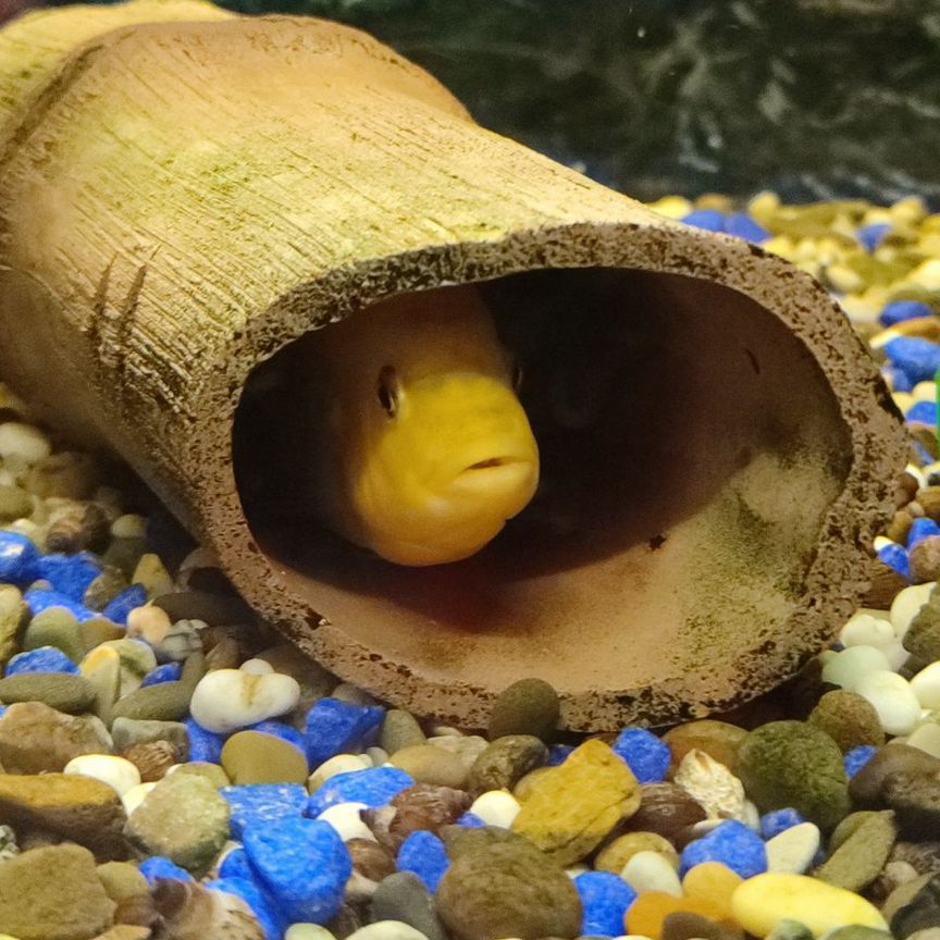 Аквариумные рыбки