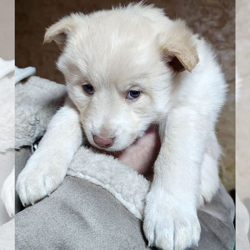 Щенок в добрые руки