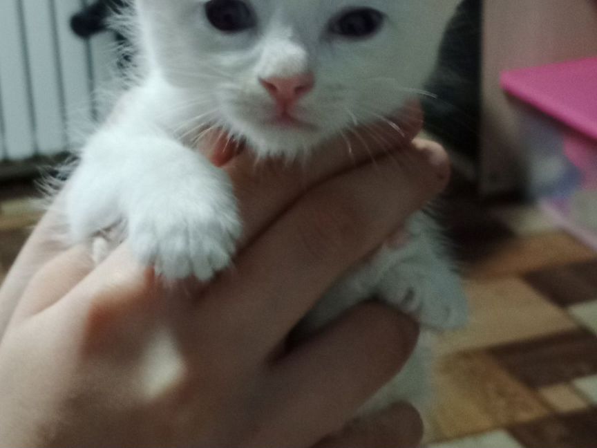 Котенок мальчик 1 месяц