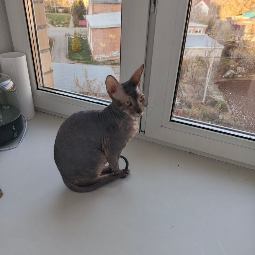 Кошка