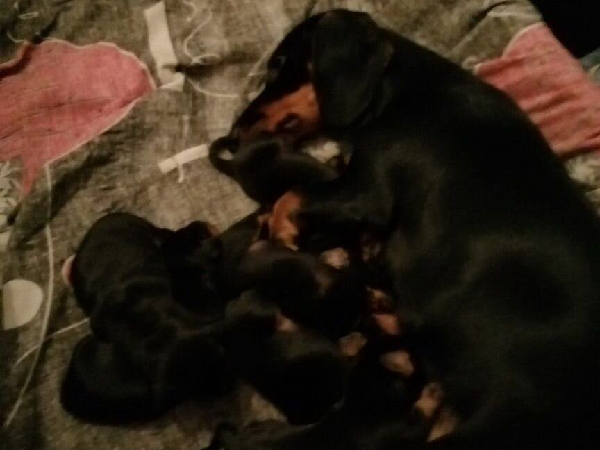 Крошки клубные щенки мальчика и 3 девочки таксята