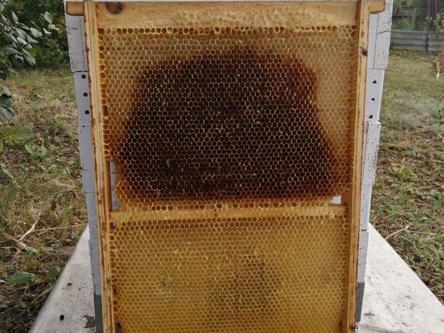 Пасеку. Всё необходимое для пчеловождения