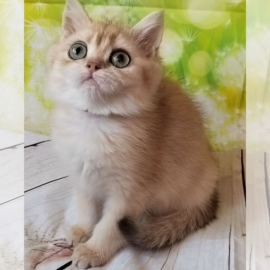 Британский короткошёрстный котёнок