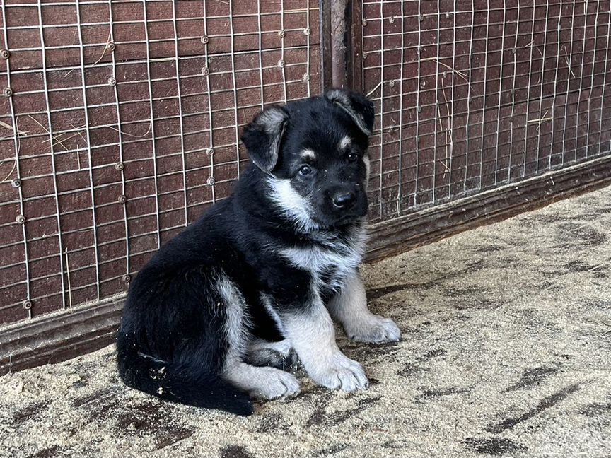 Восточноевропейская овчарка