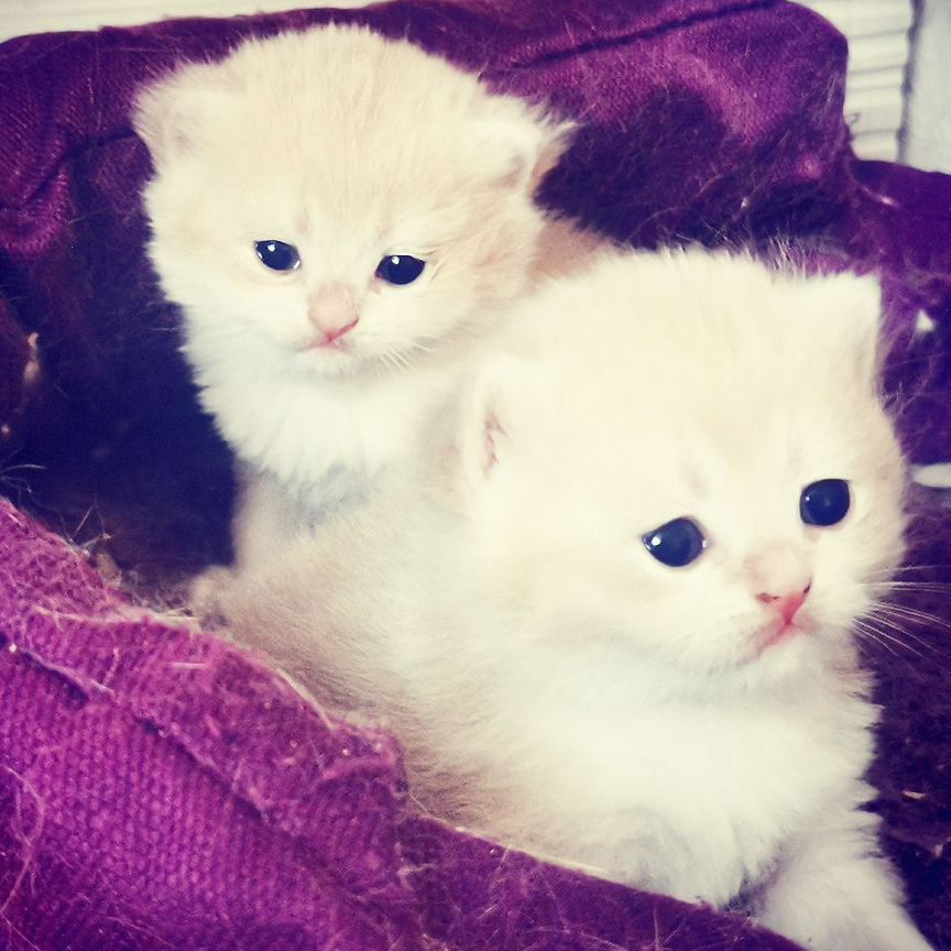 Британский короткошёрстный котёнок