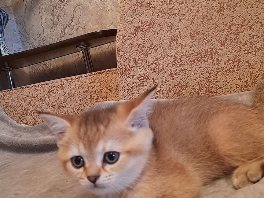 Шотландская кошечка