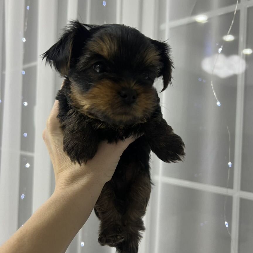 Йоркширский терьер мини беби фейс