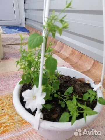 Кампанула(жених и невеста) купить в Томске | Товары для дома и дачи | Авито