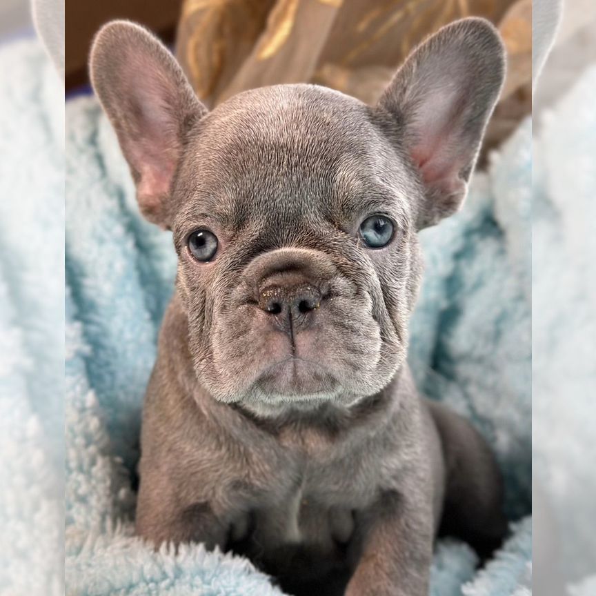 Французский бульдог, щенок