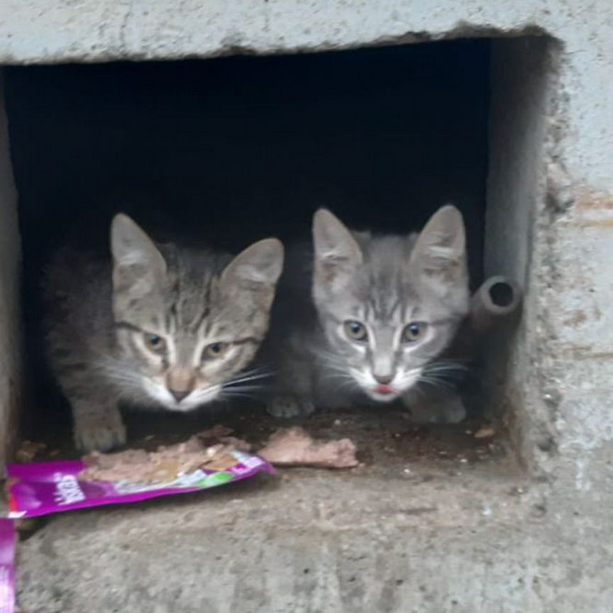 Котята в добрые руки бесплатно