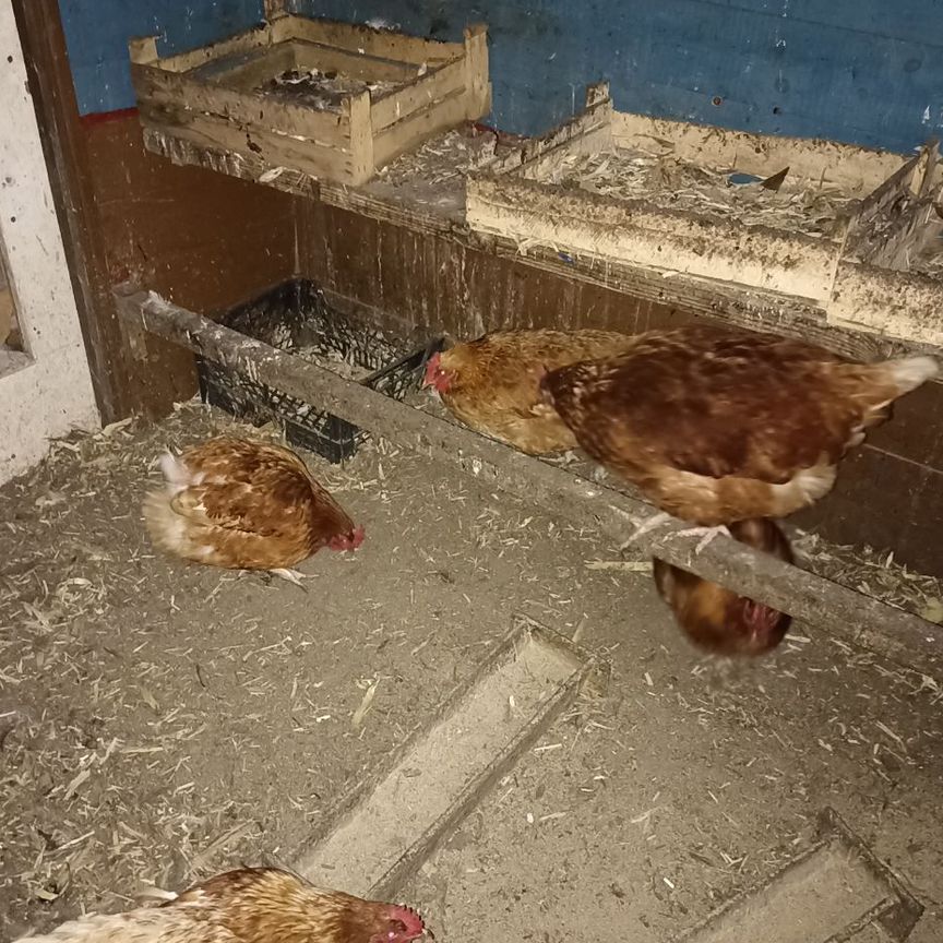 Куры несушки