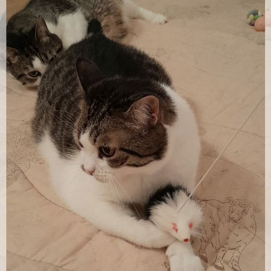 Кошечка Люся3 г