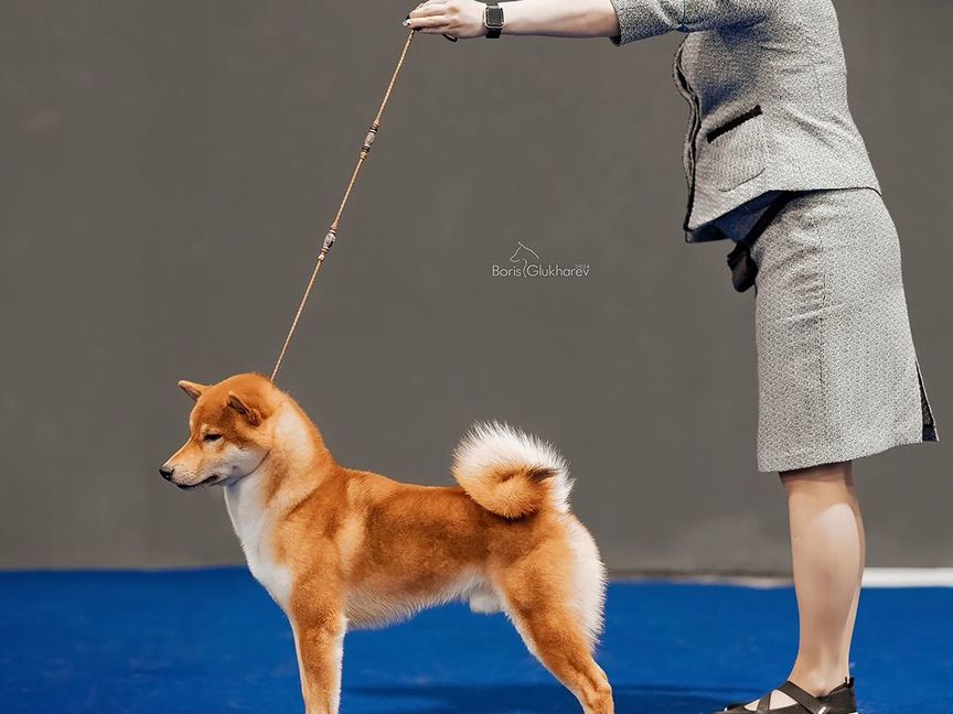 Сиба ину вязка интерчемпион