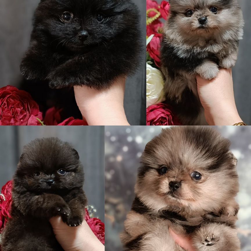 Малышарики