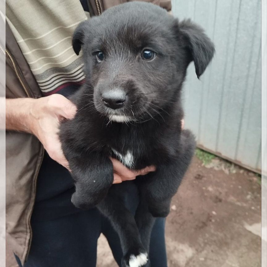 Щенок в добрые руки