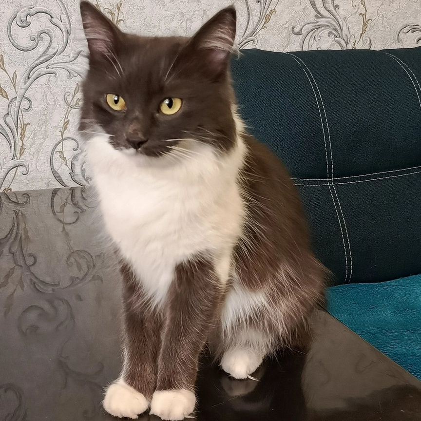 Кошка