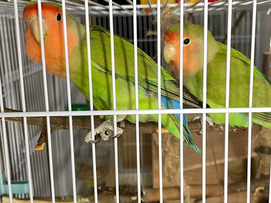 Два попугая неразлучника