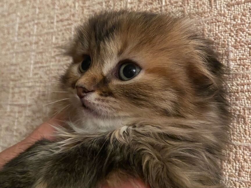 Британские котята