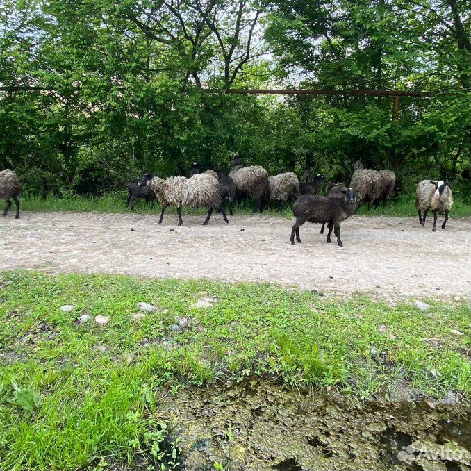 Овцы бараны ягнята