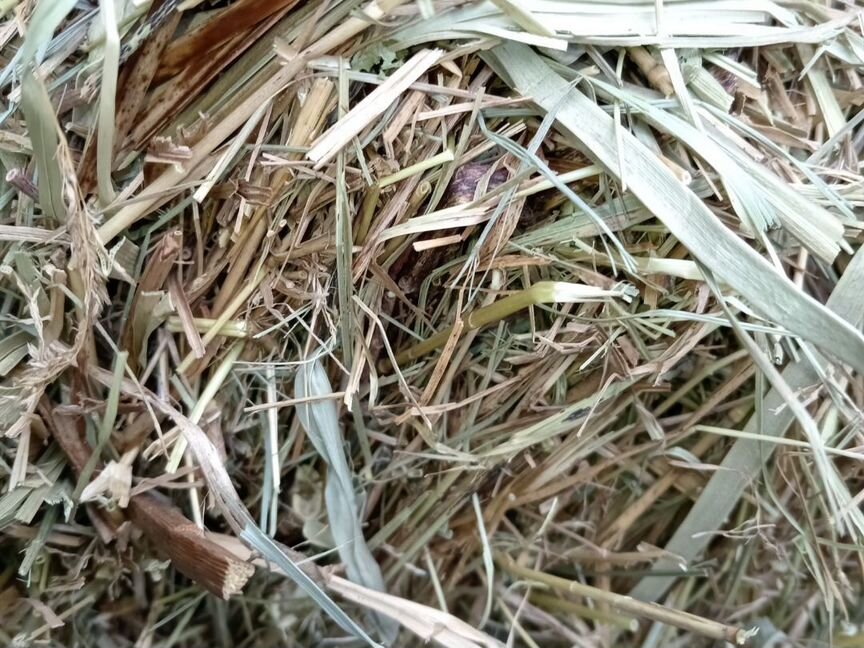 Сено для грызунов, разнотравье