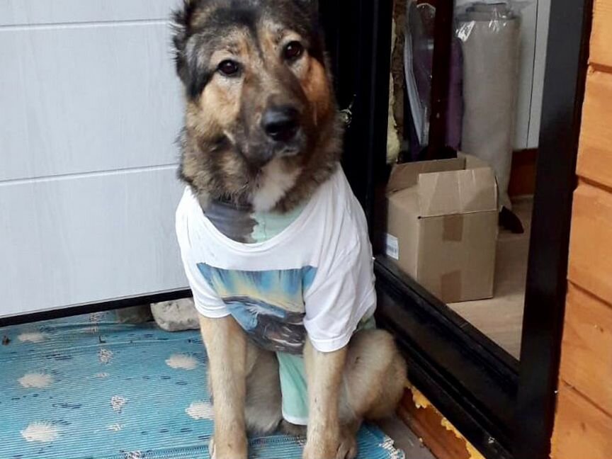 Ищем дом как можно скорее