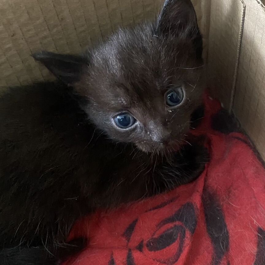 Котёнок в добрые руки