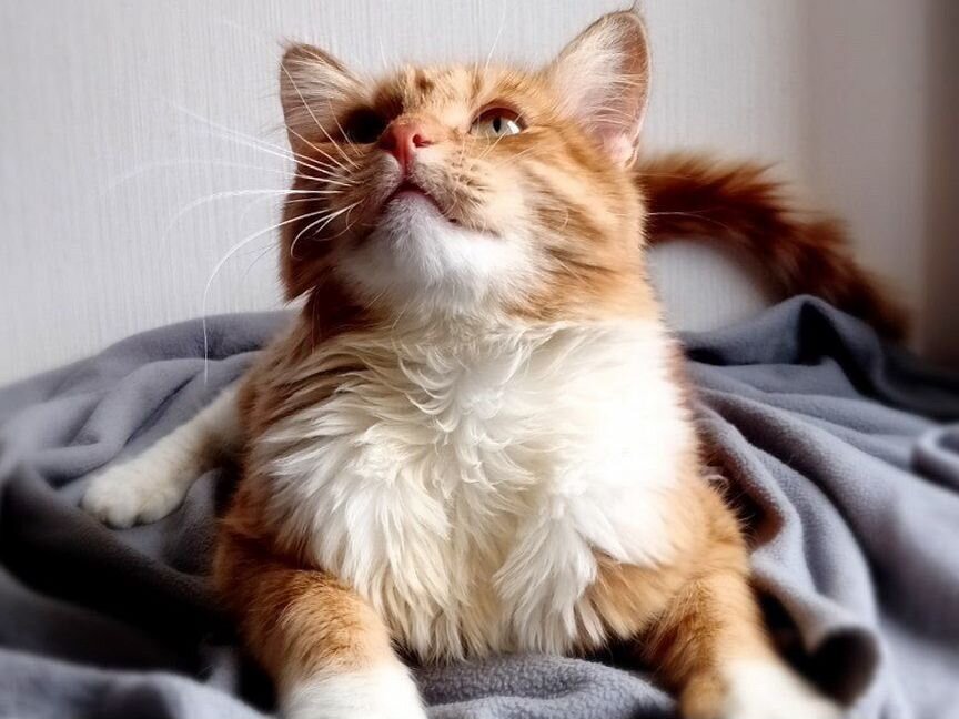 Кот Светик ищет дом