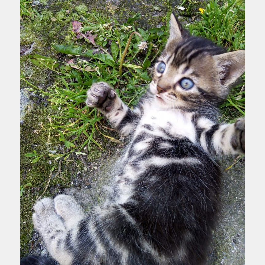 Котята в добрые руки