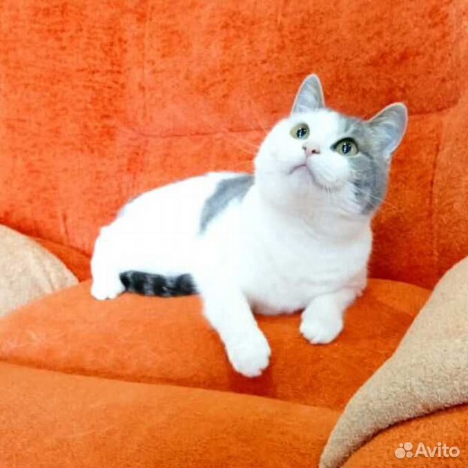 Молодая шотландская кошечка Лиза ищет дом