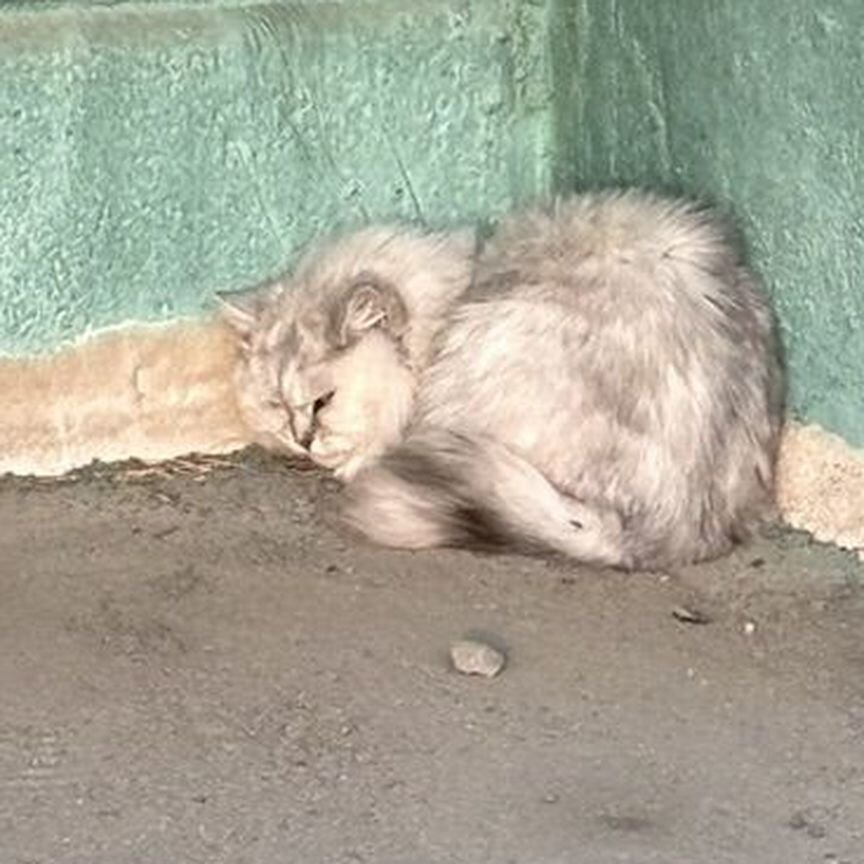 Взрослый кот в добрые руки