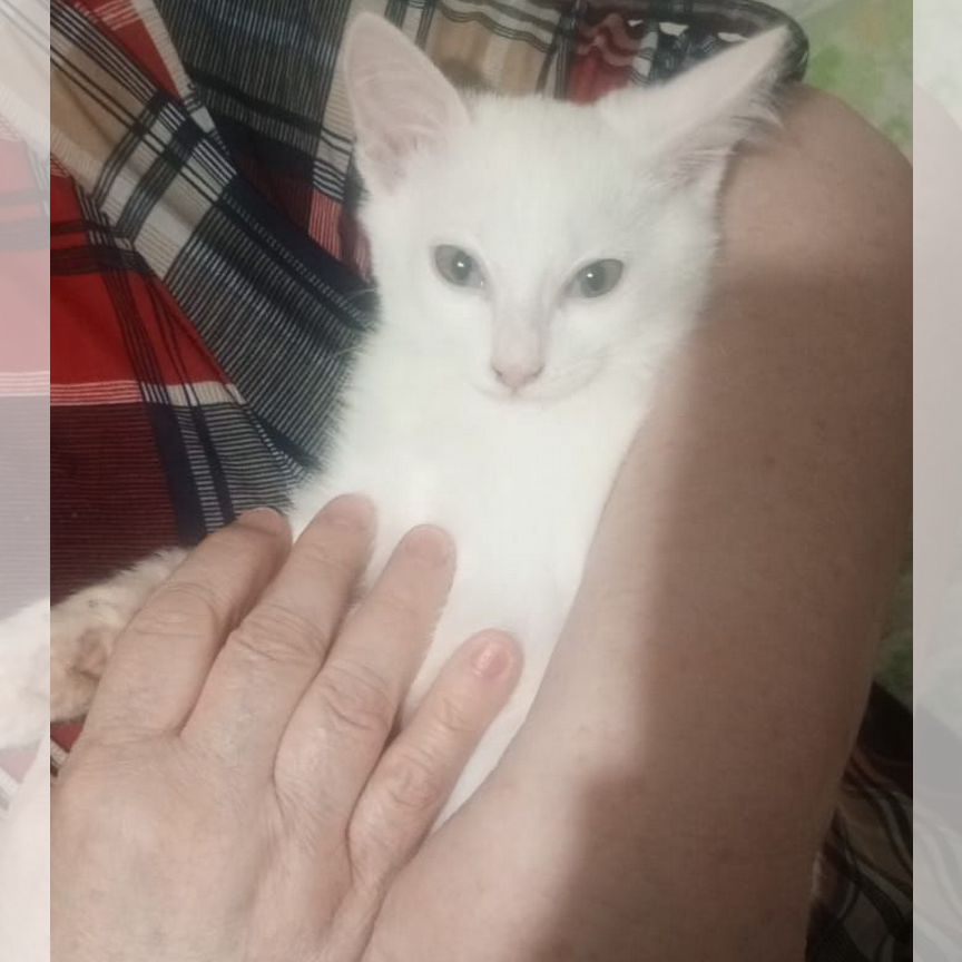 Котёнок в добрые руки