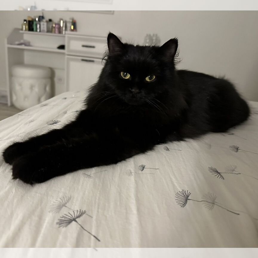 Невская маскарадная, взрослая кошка